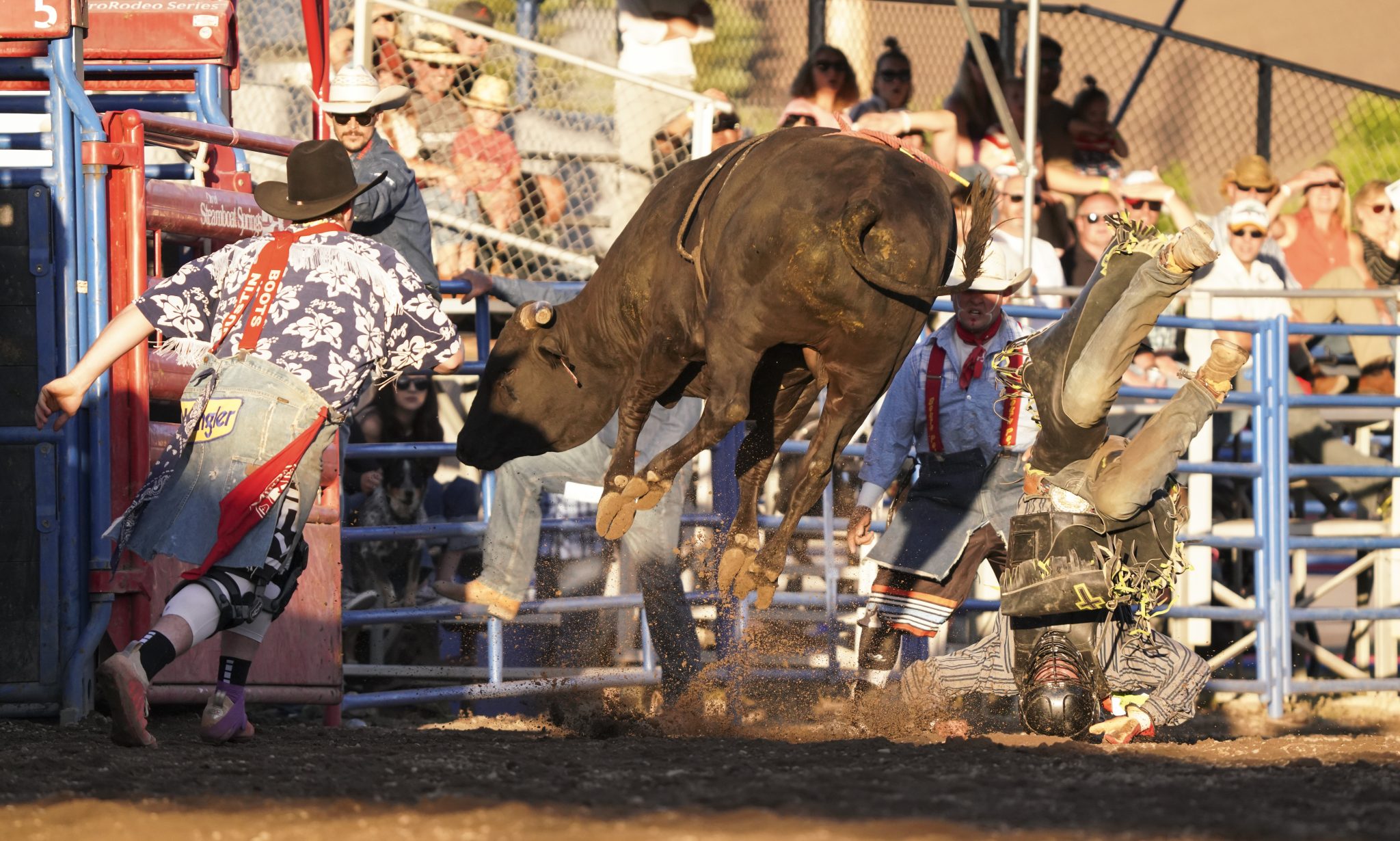 Photos: Steamboat Springs Pro Rodeo brings the bucks | SteamboatToday.com